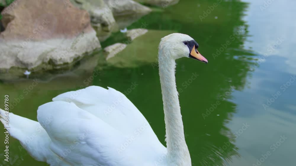 Vidéo Stock a man calls a swan to him with his hand. Beautiful white ...