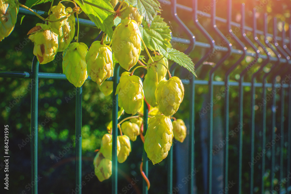 Green hops grow and twine around an iron fence against the backdrop of ...