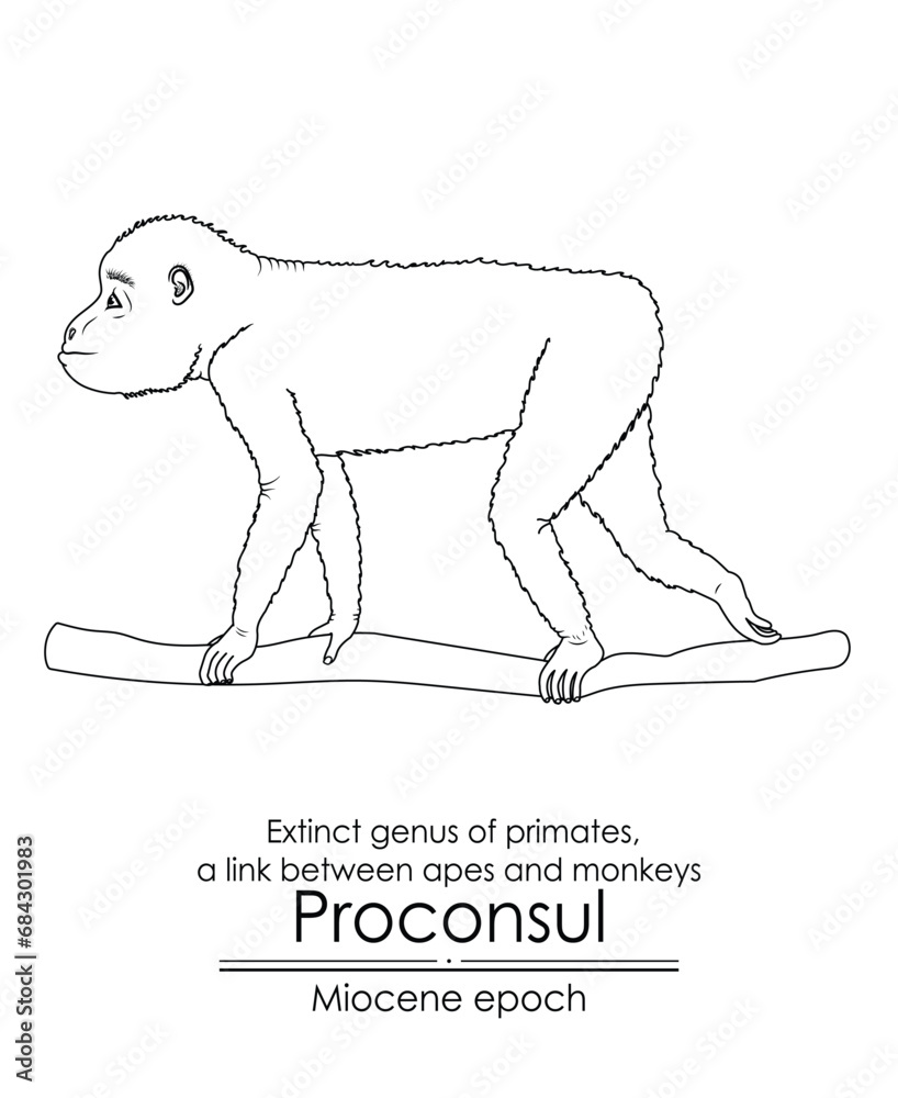 Proconsul, extinct genus of primates, a link between apes and monkeys ...