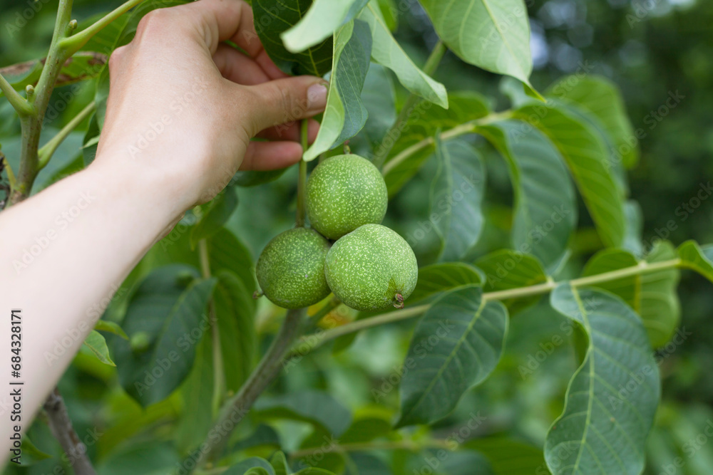 Green nuts on walnut tree - edible fruit of Juglans regia, covered in ...