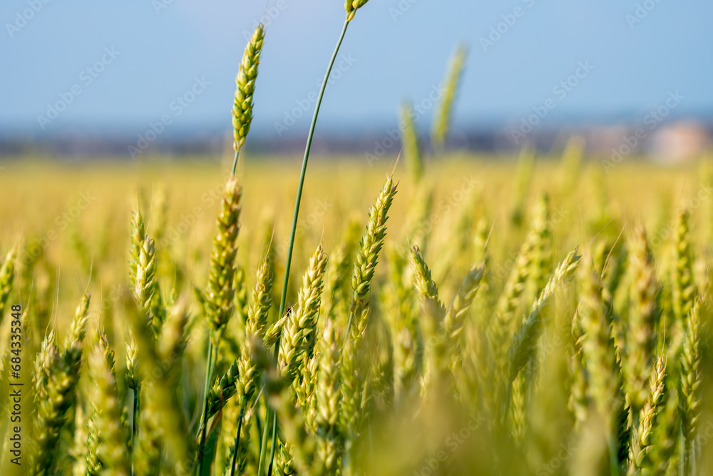 Wheat, wheat field during early summer in the Canadian countryside ...