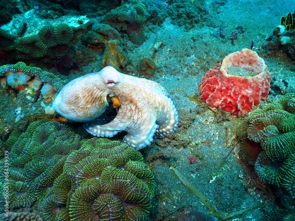 White octopus and red sea sponge in the deep ocean. Tropical marine ...