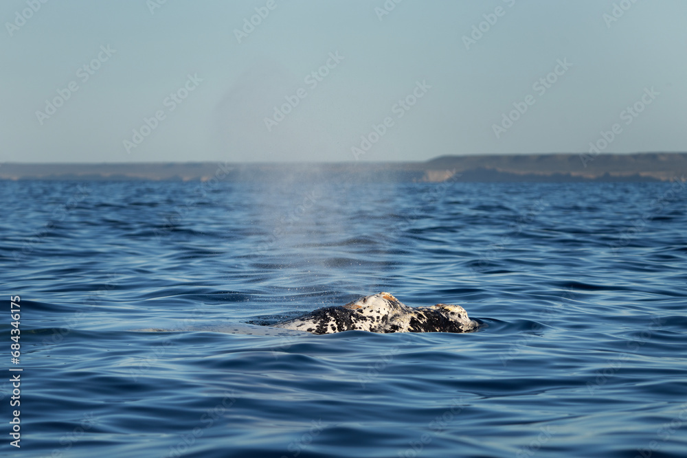 Southern right whale is breathing around the Valdés peninsula. Rare ...