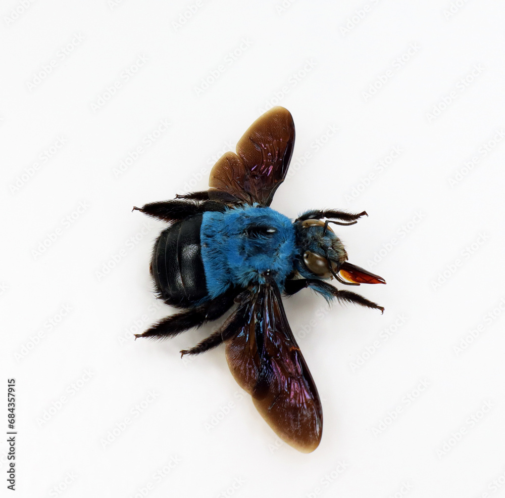 Blue bumblebee isolated on white. Xylocopa caerulea macro close up ...