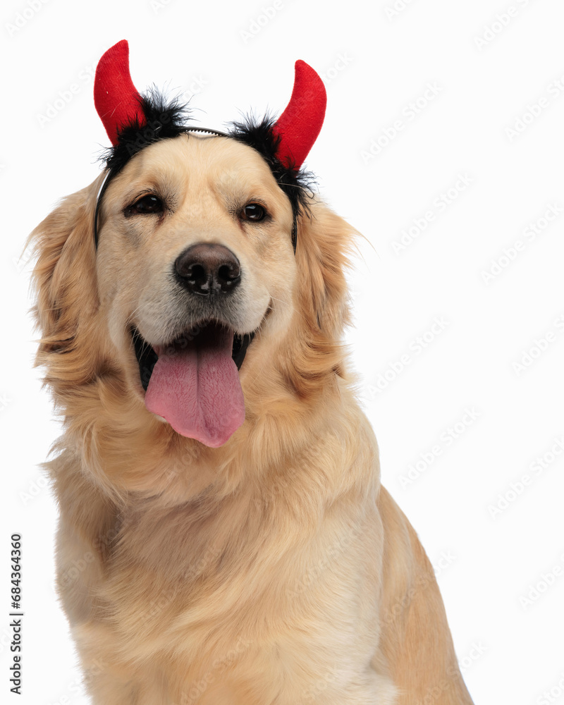 precious little golden retriever dog with devil horns sticking out ...