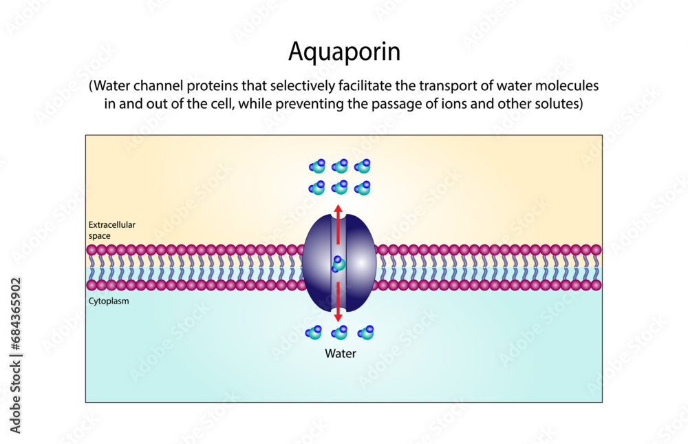Aquaporin, water molecules movement through of the aquaporin channel ...