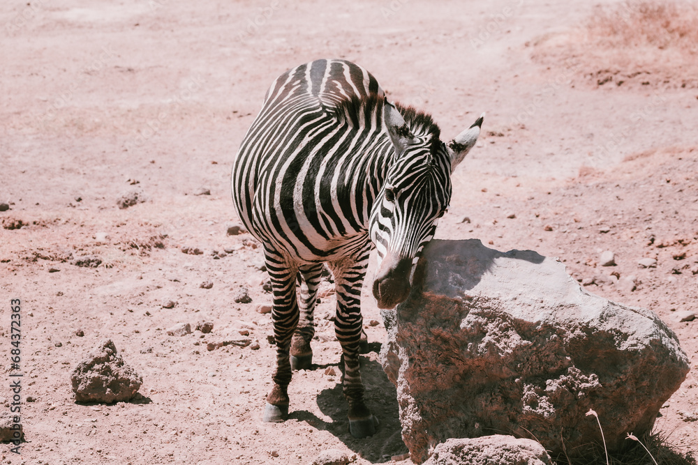Common Zebra (Equus quagga) rubbing it's head on a boulder on the ...