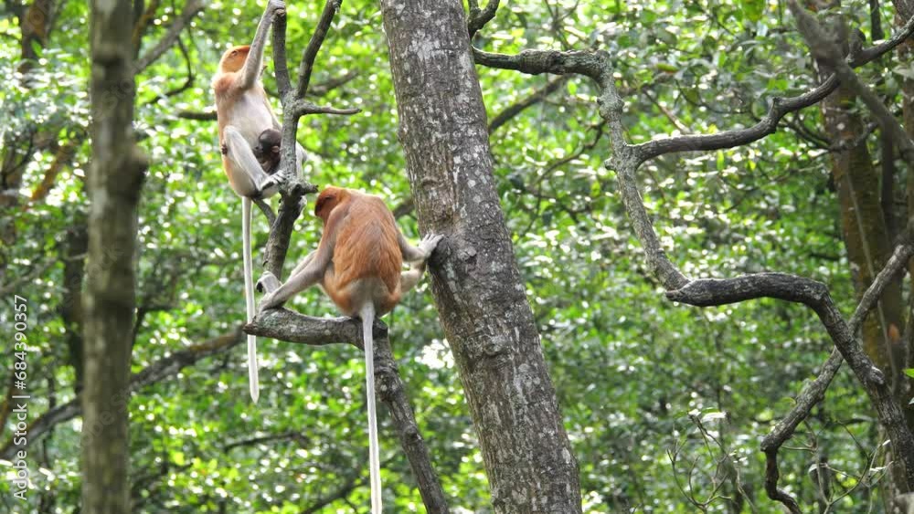 Proboscis monkey (Nasalis larvatus) is sitting on a tree. Proboscis ...