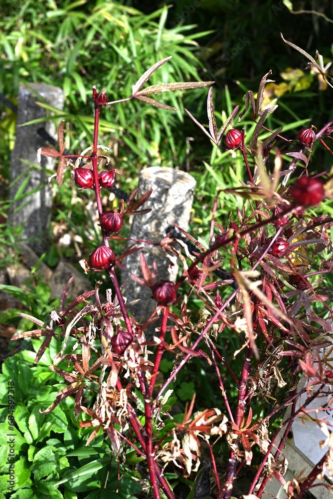 Roselle ( Hibiscus sabdariffa ) fruits. Malvaceae shrub. Blooms okra ...