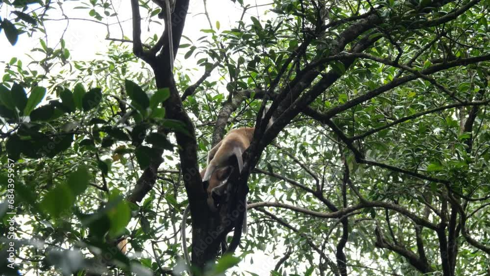 A female proboscis monkey (Nasalis larvatus) is sitting on a tree ...