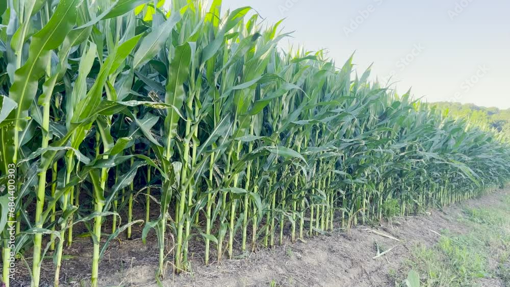 Excellent soft colors corn field green row crops corn in agricultural ...