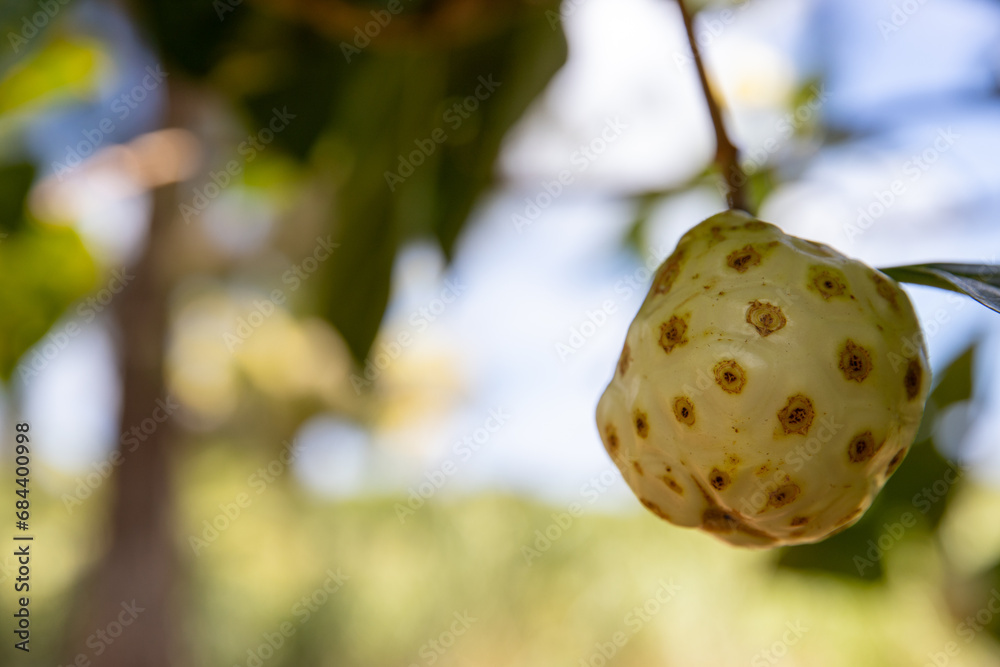 Fresh tropical noni fruit hanging from a tree branch on the vine ...