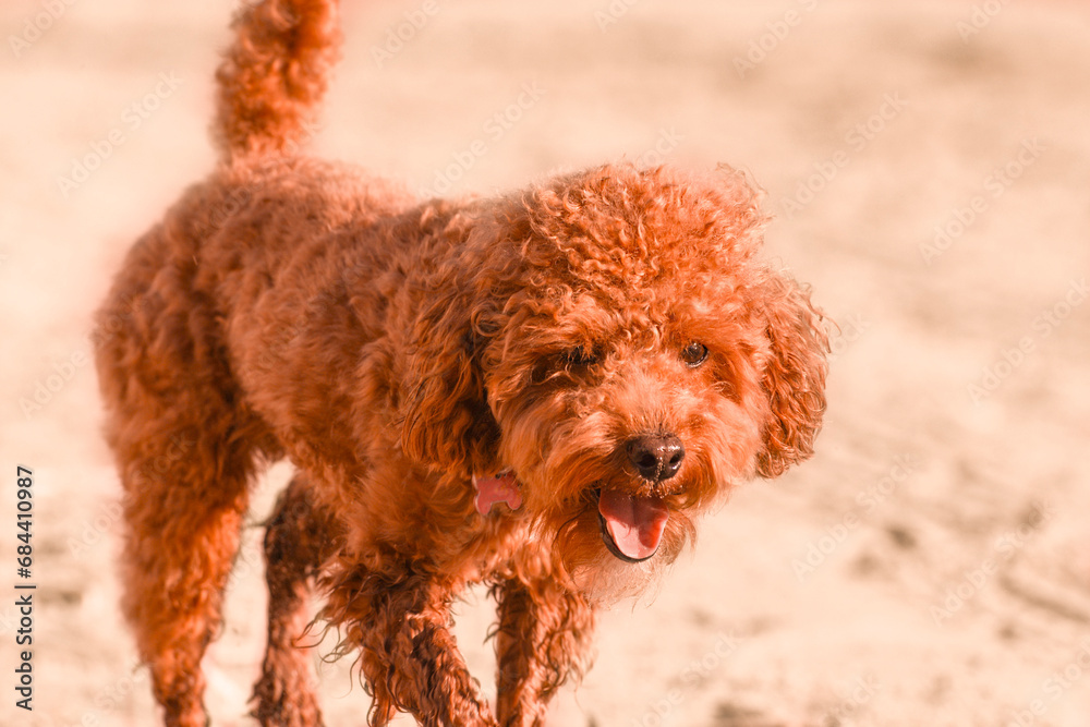 cute poodle with a funny muzzle in the pose of a running animal,photo ...