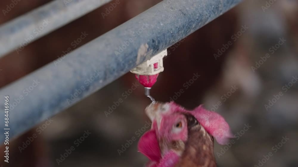 Close up of chickens drinking water from farm water trough in slow ...