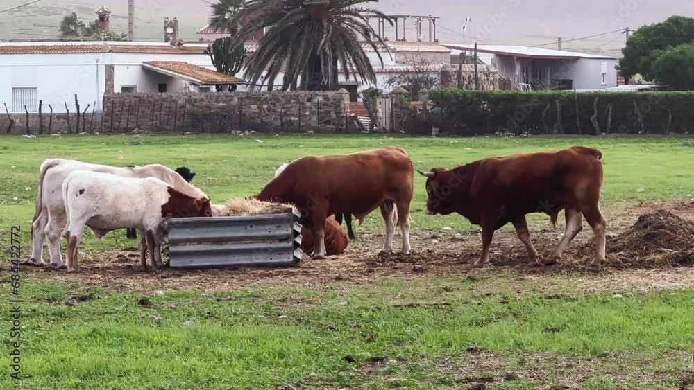 Livestock cattle captured outdoors on the grass in farming environment ...