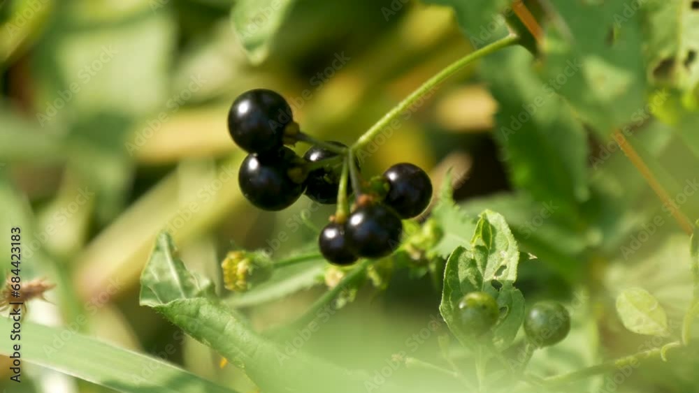 black nightshade also known as Solanum nigrum. A species of flowering ...