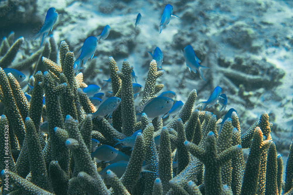 Underwater picture of a big group of blue fishes hiding between the ...
