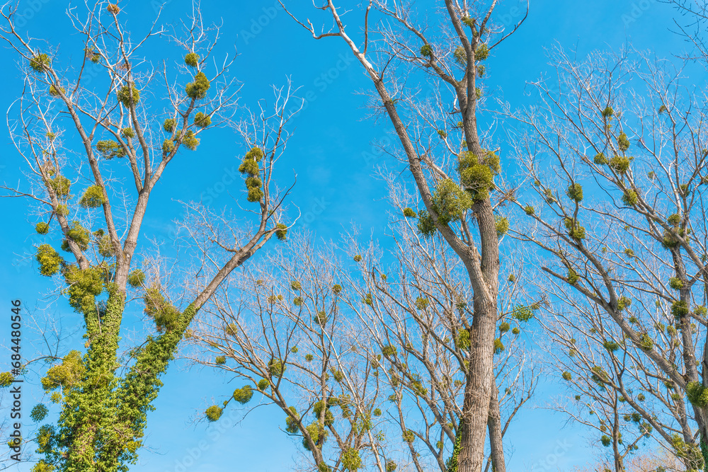 Witch's broom is a tree deformity, dense mass of shoots grows from a ...