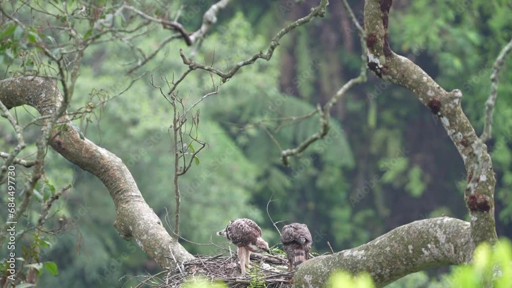 a javan hawk eagle mother and her rather large cub with feathers ...