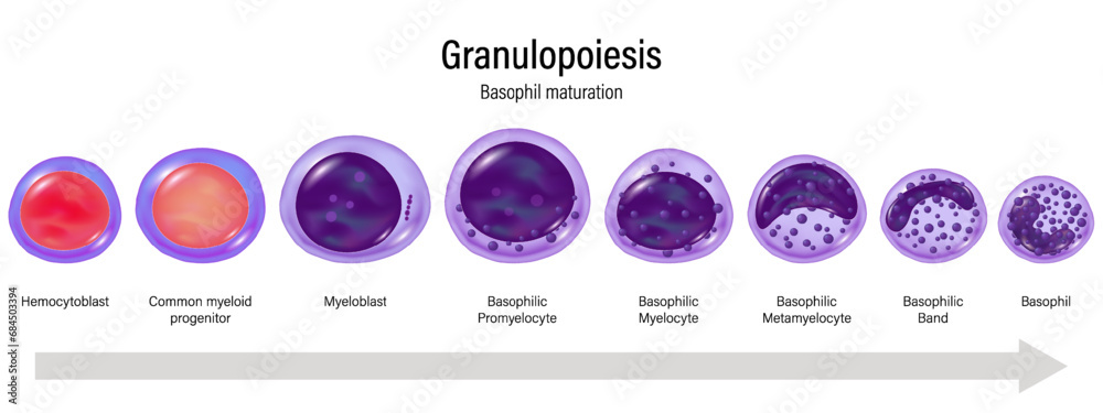 Stages of Granulopoiesis vector. Basophil maturation. Hemocytoblast, myeloid progenitor ...