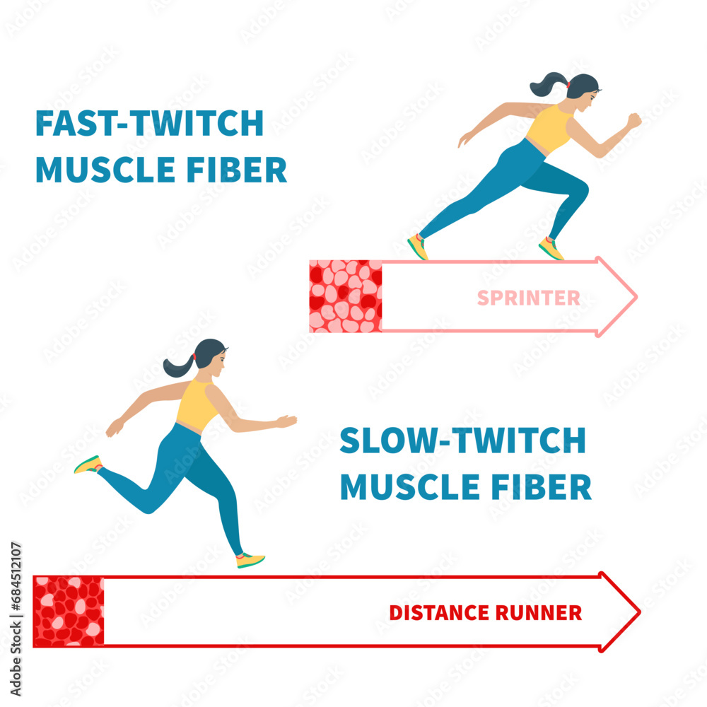 Skeletal muscle fiber types with slow twitch and fast twitch ...