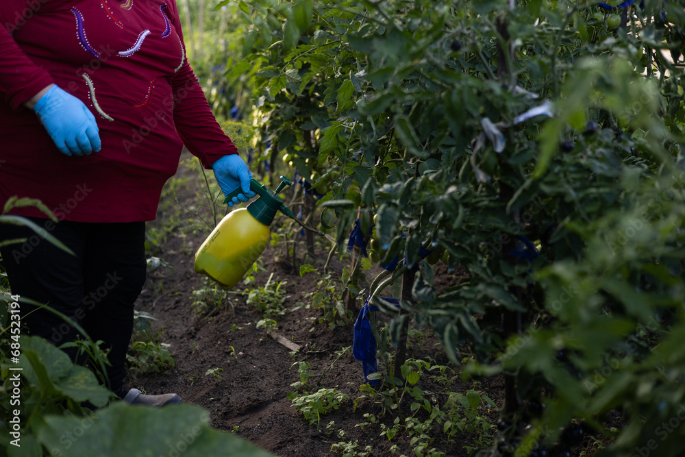A woman sprays tomatoes in her garden with a pest control solution. A woman uses a spray bottle ...