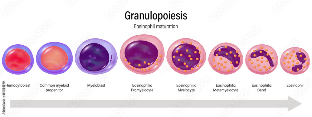 Stages of Granulopoiesis vector. Eosinophil maturation. Hemocytoblast ...