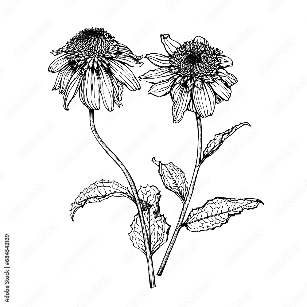 Bouquet with flowers of the echinacea eccentric (hedgehog coneflower ...