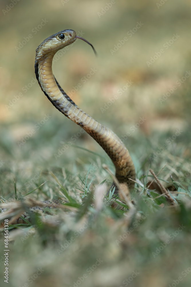 he Monocled Cobra (Naja kaouthia), also called Monocellate Cobra and ...