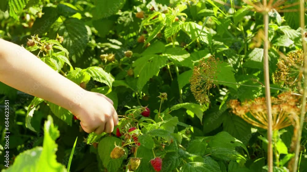 Close-up of a hand picking a raspberry berry from a bush in a farm ...