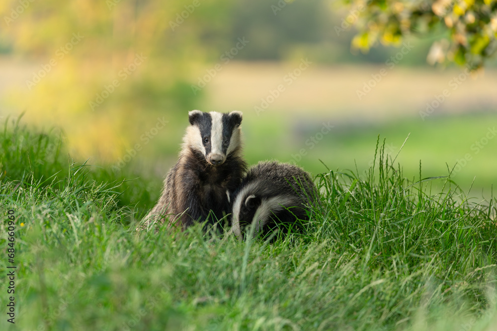 Poster Badgers, Scientific name: Meles meles – Wall Art | UkPosters