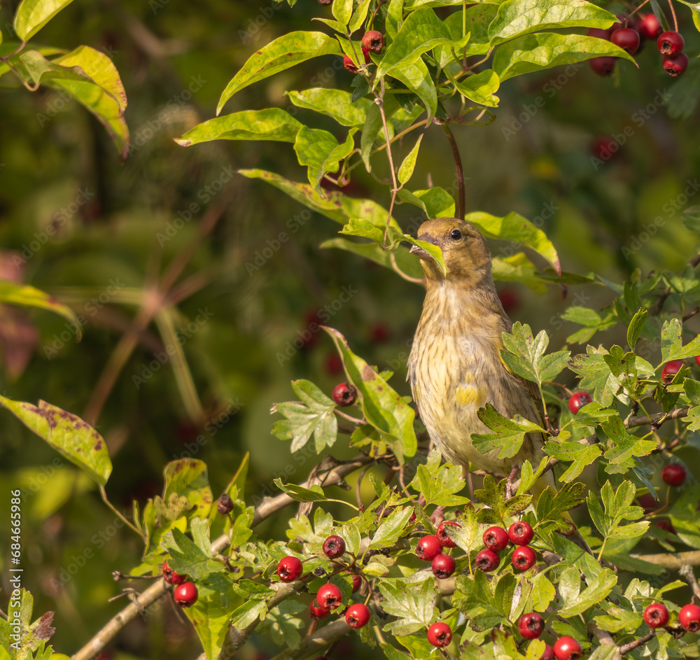 oiseau sur une branche d'aubépine avec des baies en formations en fin d ...