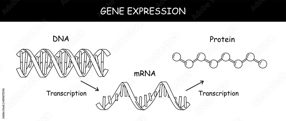 Molecular Structure Of DNA and RNA. Infographic Educational Vector ...