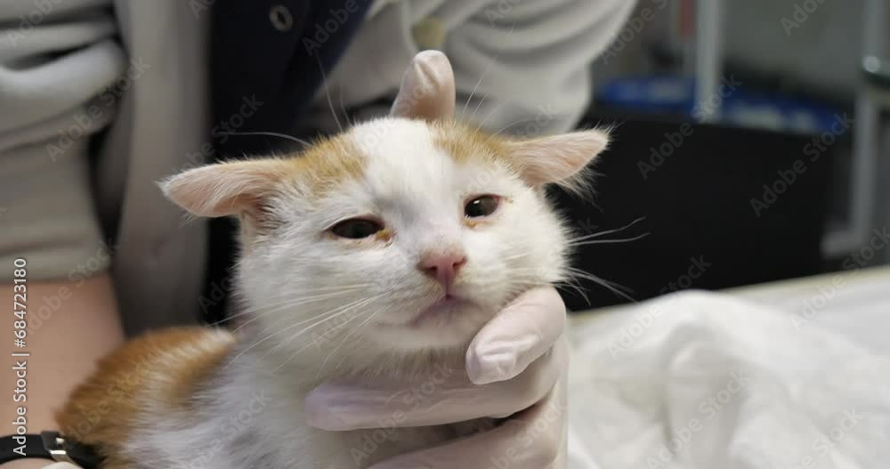 An assistant carefully holds a stray sick kitten while a doctor ...