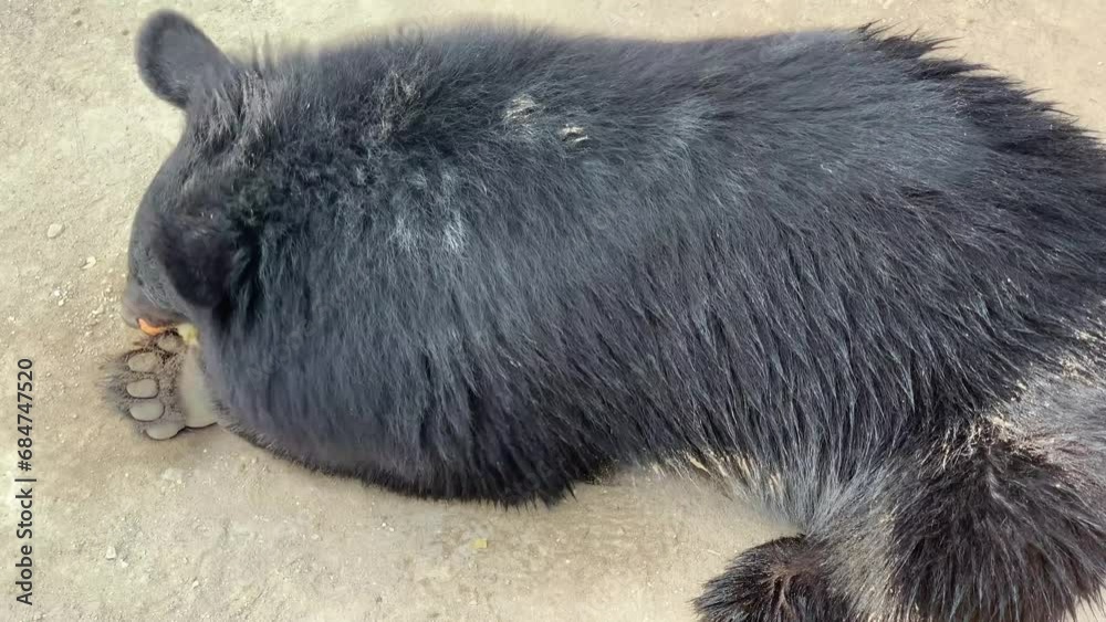 Beautiful Female Black Bear In DG Khan Zoo. Asiatic black bear or ...