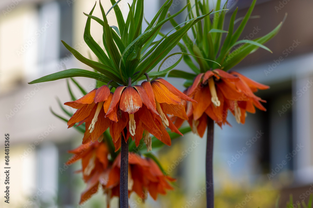 Fritillaria imperialis crown imperial flower in bloom, beautiful tall ...