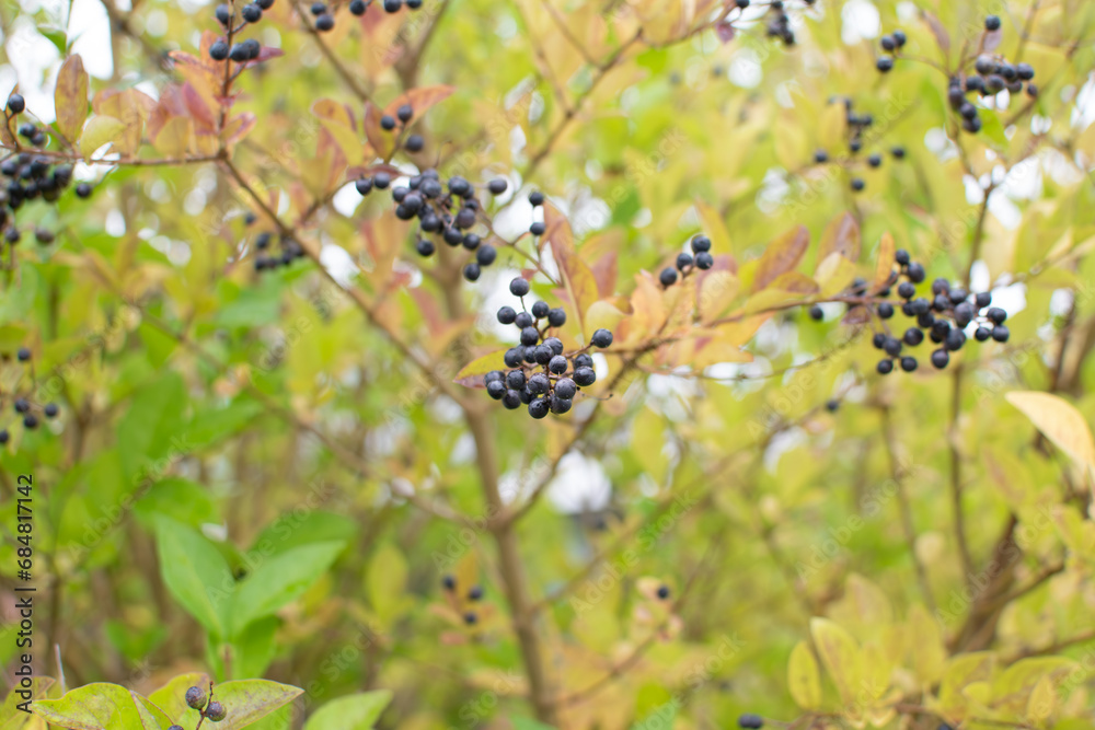 Ligustrum vulgare, background of green leaves and stems , Stock Photo ...