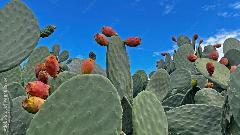 Prickly pears grown on cactus plant in Antalya Turkey. Stock Photo ...