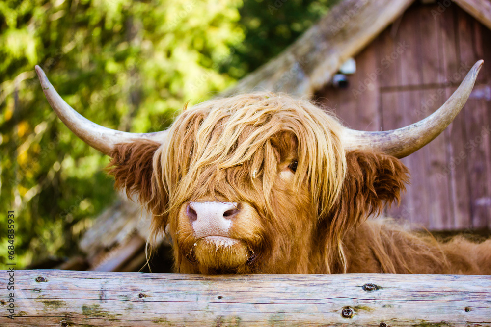 Hairy Scottish brown-red yak portrait muzzle close up. Highland cattle ...