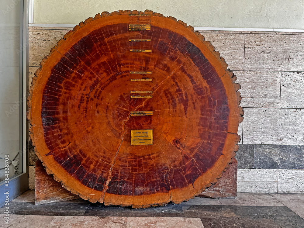 Annual rings of a 510-year-old Cedar of Lebanon (Cedrus Libani) tree ...