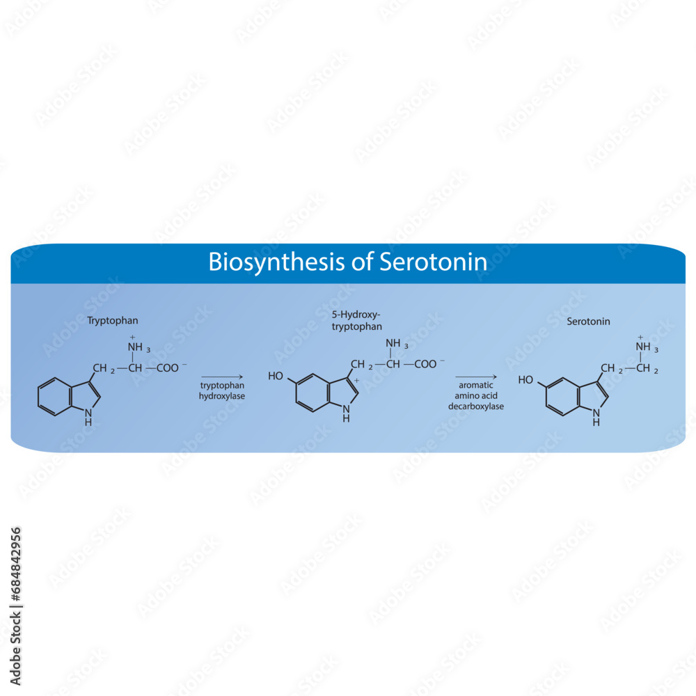Diagram showing biosynthesis of Serotonin from Tryptophan in 2 stages ...