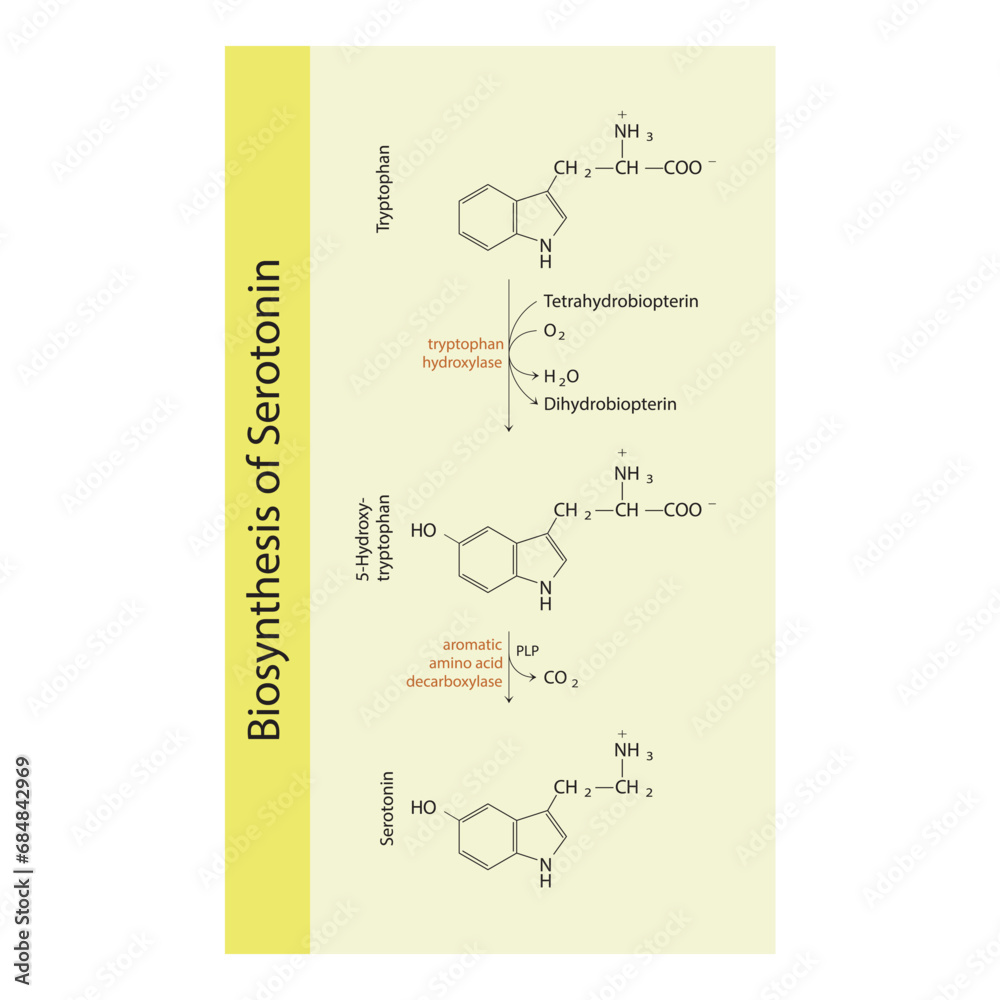 Diagram showing biosynthesis of Serotonin from Tryptophan in 2 stages ...
