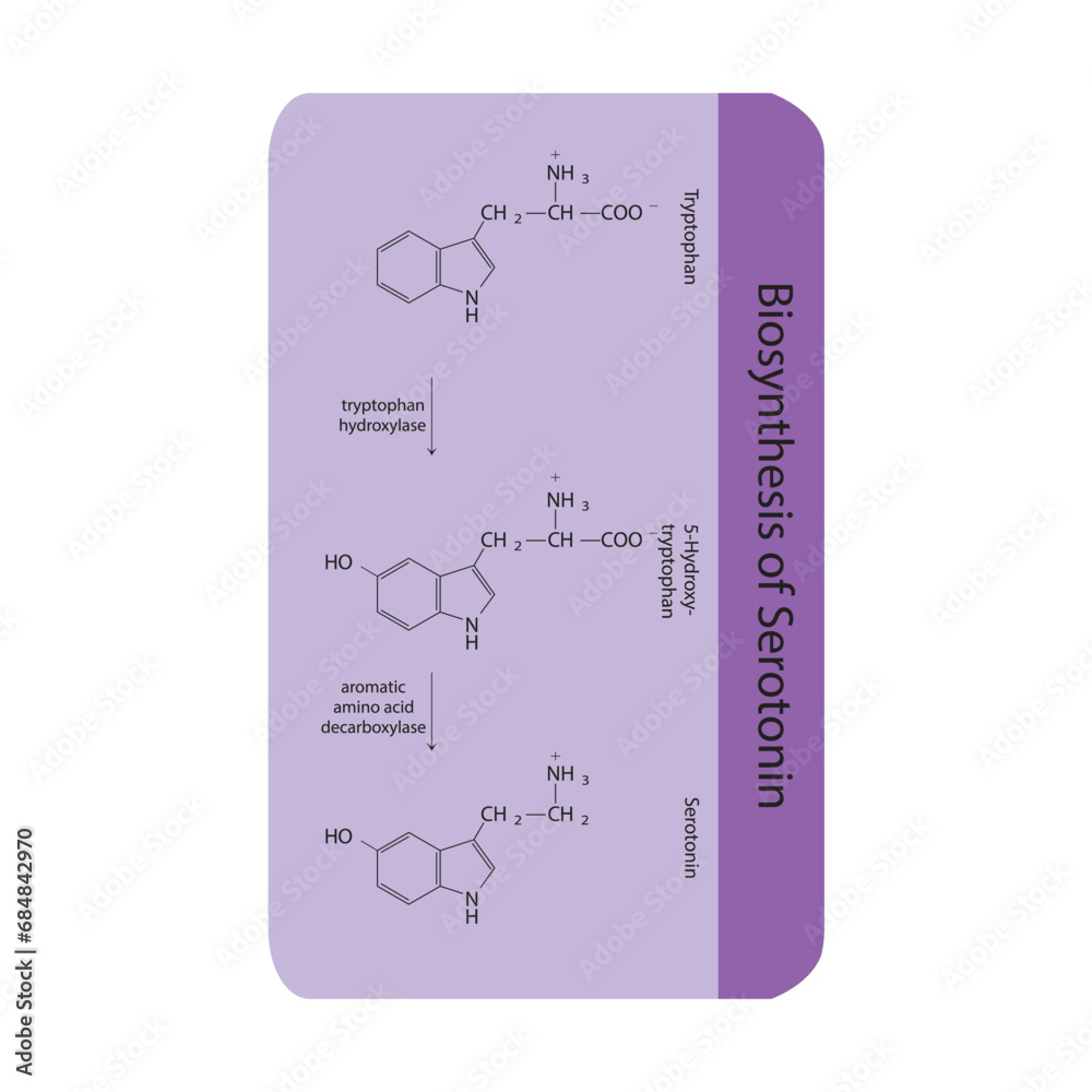 Diagram showing biosynthesis of Serotonin from Tryptophan in 2 stages ...