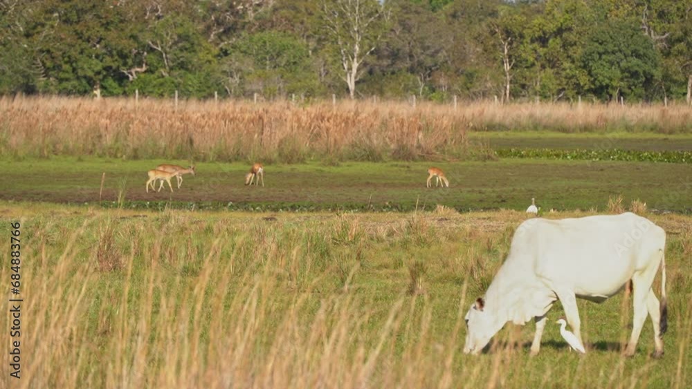 The marsh deer, Blastocerus dichotomus, also swamp deer, largest deer ...