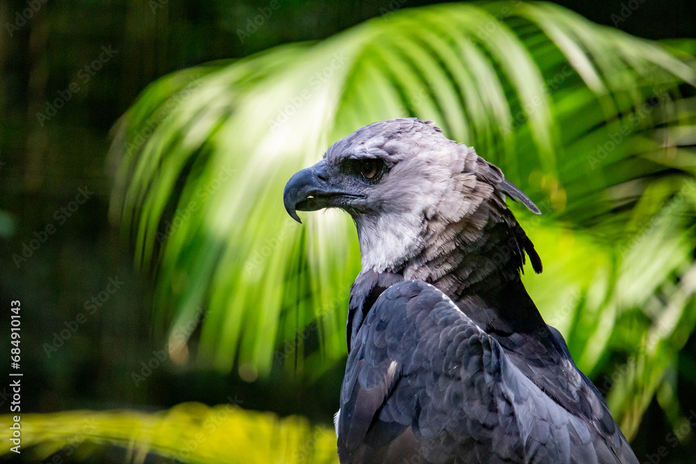 O gavião-real(Harpia harpyja), também chamado cutucurim, gavião-de ...