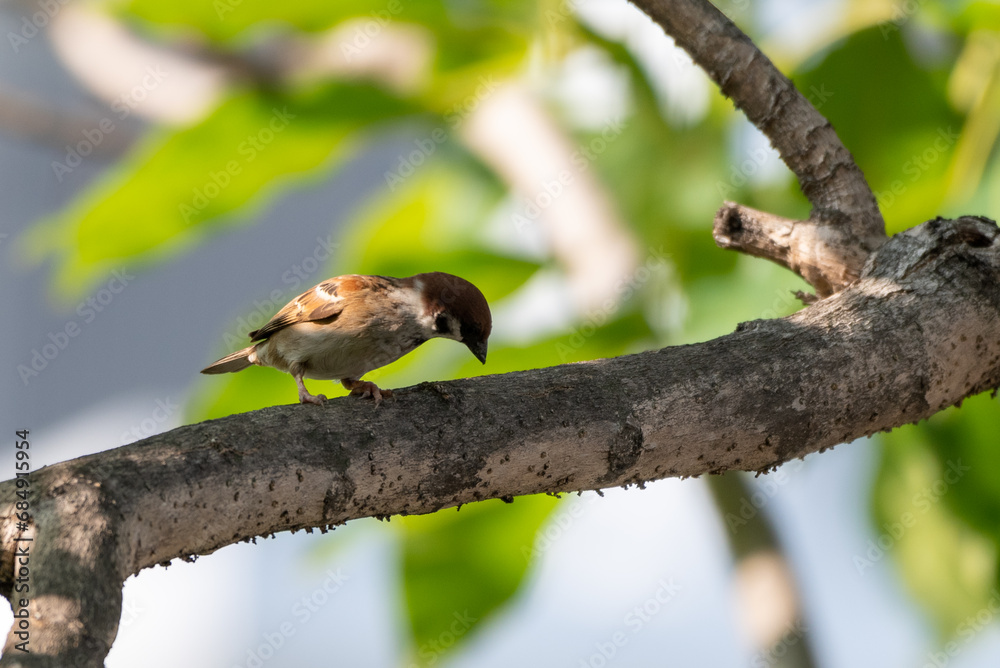 Bird perched on branch, The Eurasian tree sparrow, Passer montanus is a ...