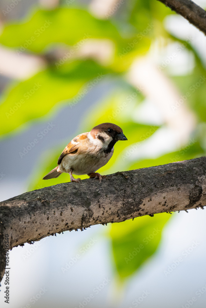 Bird perched on branch, The Eurasian tree sparrow, Passer montanus is a ...