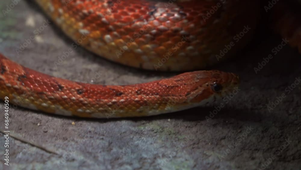 Close up shot capturing an exotic species corn snake, pantherophis ...