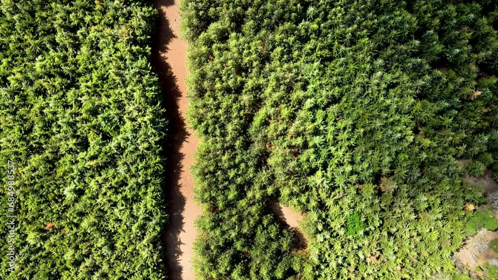 Drone view- Africa Forest- Africa bush fire. Bush fire on slopes of ...