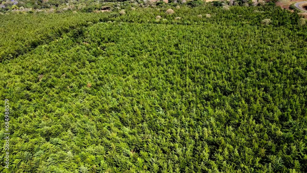 Drone view- Africa Forest- Africa bush fire. Bush fire on slopes of ...